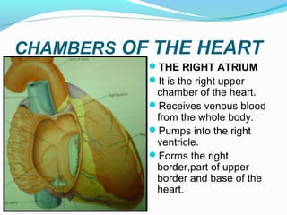 anatomy of cardiovascular system | PPT