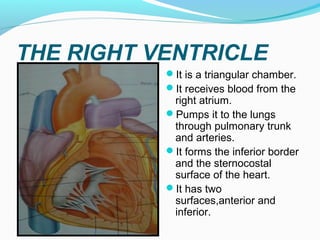 anatomy of cardiovascular system | PPT