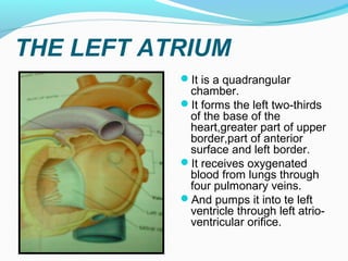 anatomy of cardiovascular system | PPT