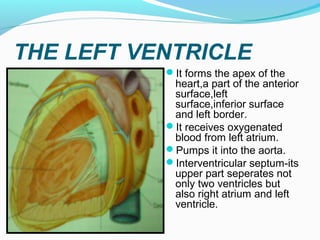 anatomy of cardiovascular system | PPT
