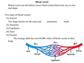 Cardio vascular system.pptx