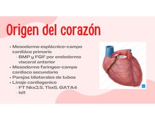 Cardiogénesis y tabicación Embriología | PPT