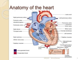 CARDIO LECTURE 1.pptx