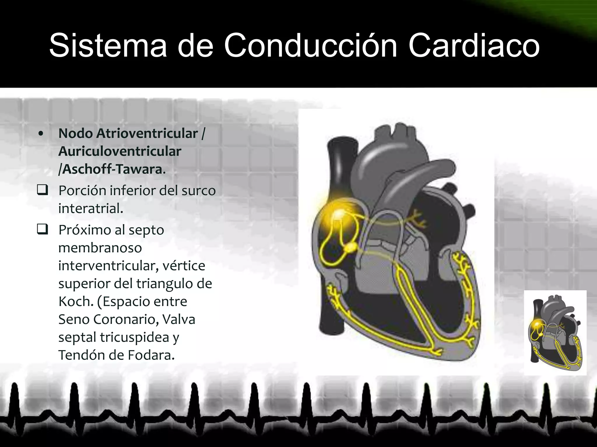 Cardiología 2 sistema de conducción cardíaca | PPTX