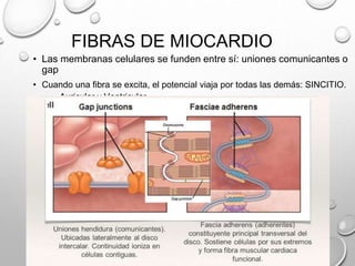 CARDIOLOGIA - Anatomia y Fisiologia Cardiaca | PPSX