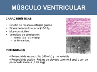 CARDIOLOGIA - Sistema de conducción Cardiaca | PPTX