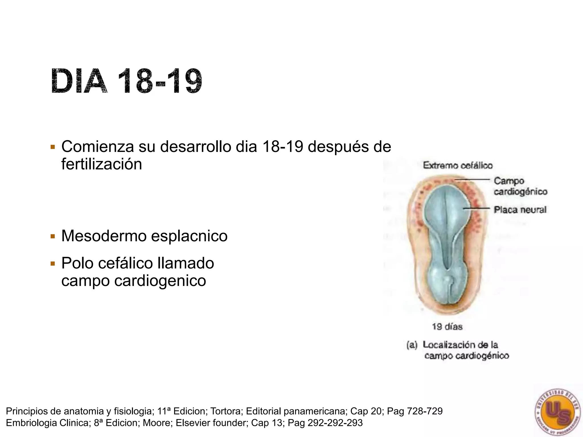 Embriologia Cardica | PPTX
