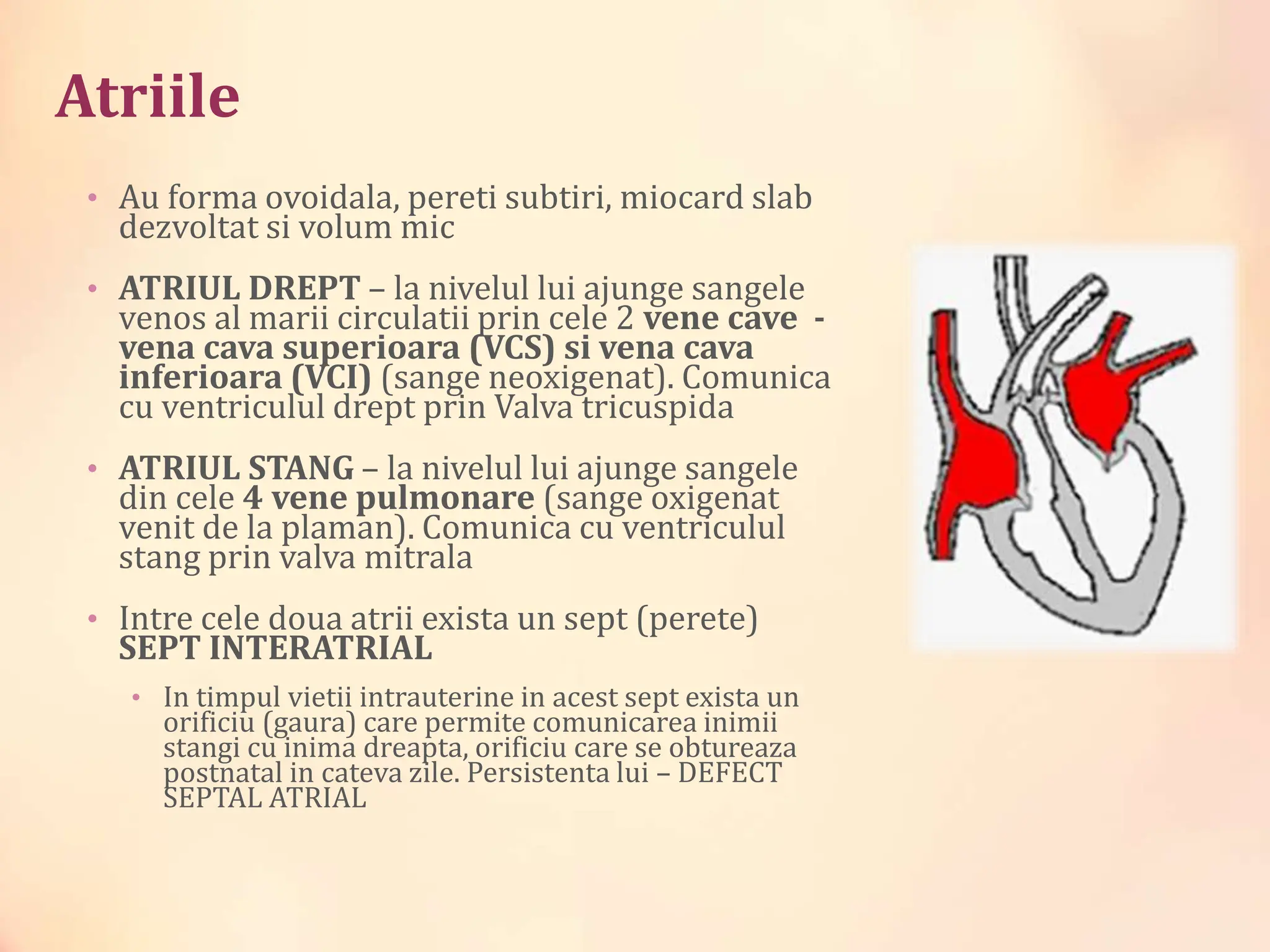 Cardiologiee_Curs_1_Anatomiaa_inimii.pptx