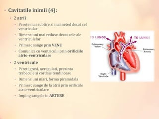 Cardiologiee_Curs_1_Anatomiaa_inimii.pptx
