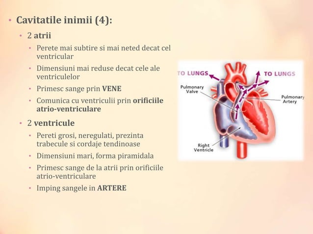 Cardiologiee_Curs_1_Anatomiaa_inimii.pptx