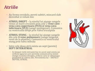 Cardiologiee_Curs_1_Anatomiaa_inimii.pptx