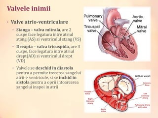 Cardiologiee_Curs_1_Anatomiaa_inimii.pptx