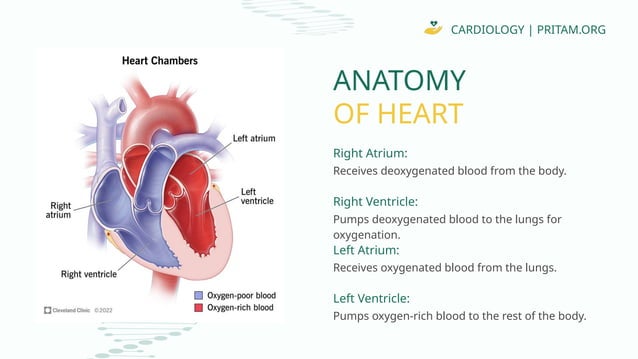 Understanding Cardiology: A Comprehensive Guide Presentation to Heart ...