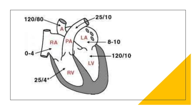Cardiology quiz and some basics for undergraduate medical students.pptx