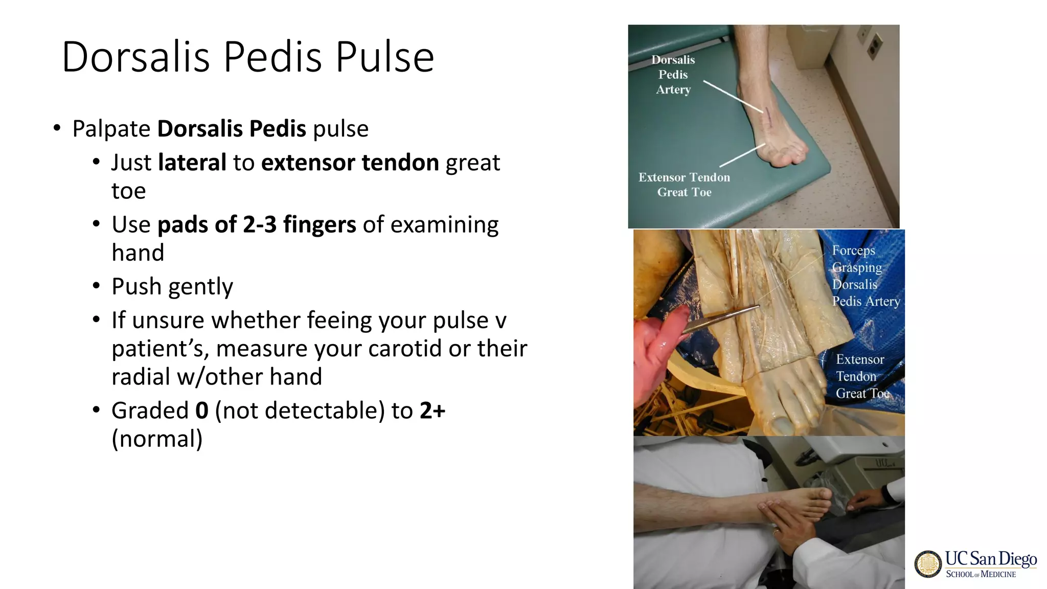 Cardiolovascular Exam.pdf