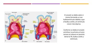 Cardiopatias congenitas | PPTX