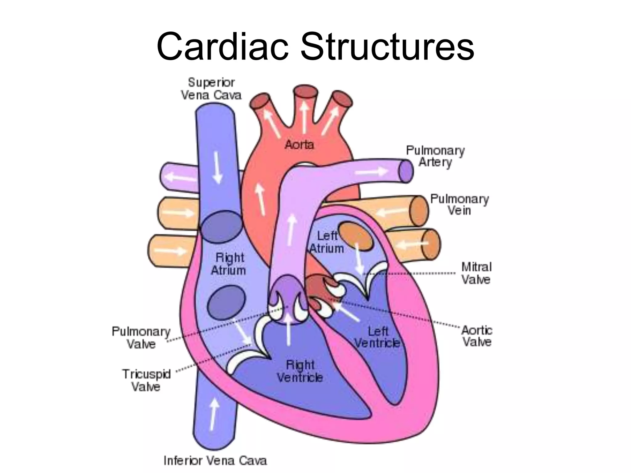 Cardiopulmonary Disease by Deirdre Woods, MD | PPTX