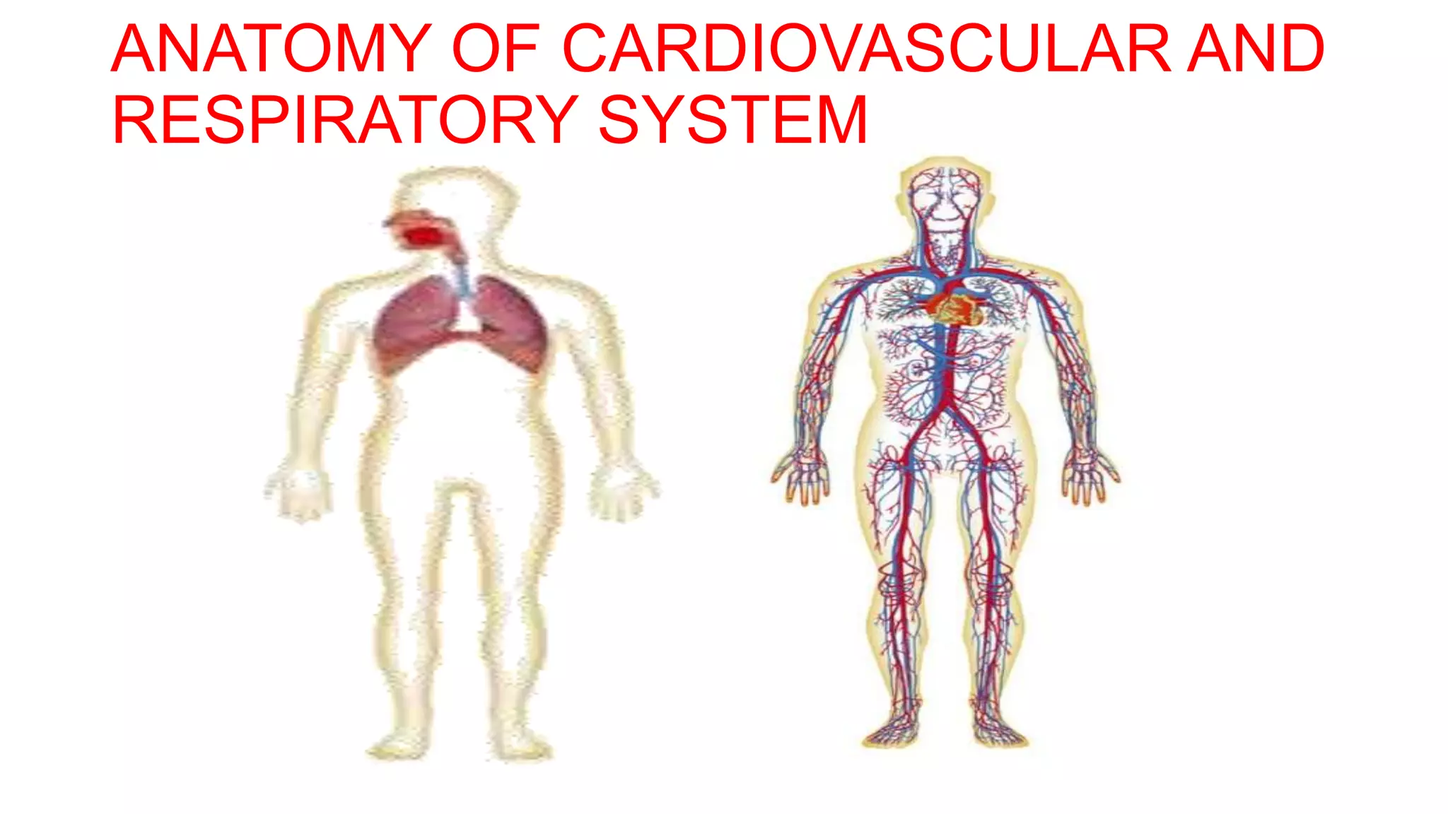 Cardiopulmonary system.pptx 1.pptx