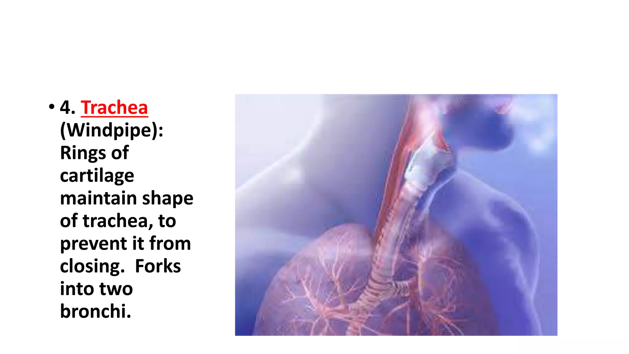 Cardiopulmonary system.pptx 1.pptx