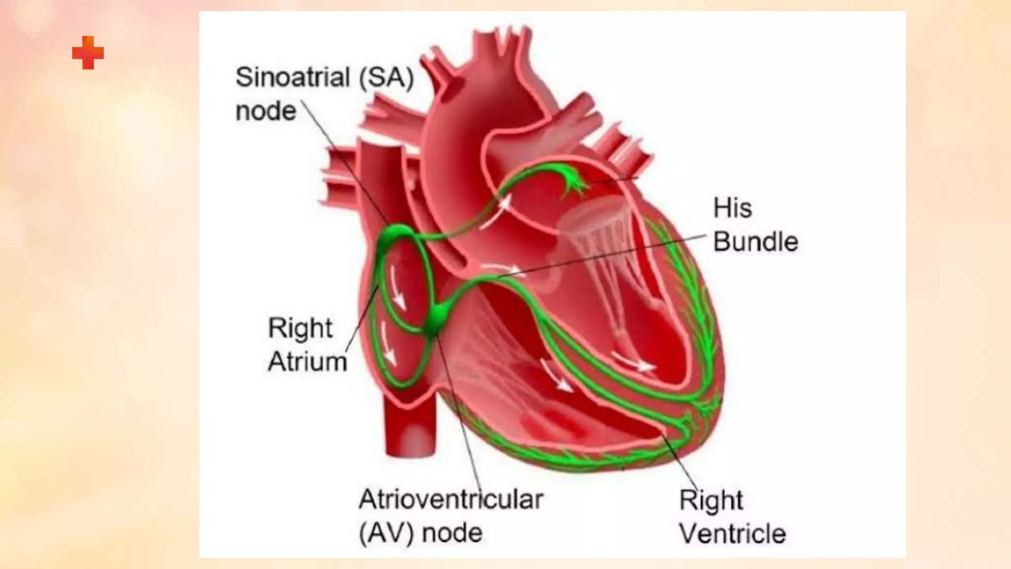 CARDIO VASCULAR SYSTEM ANATOMY AND PHYSIOLOGY SLIDESHARE | PPTX