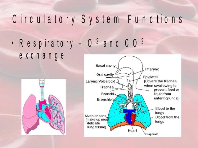 Cardiopulmonary System 2 | ODP