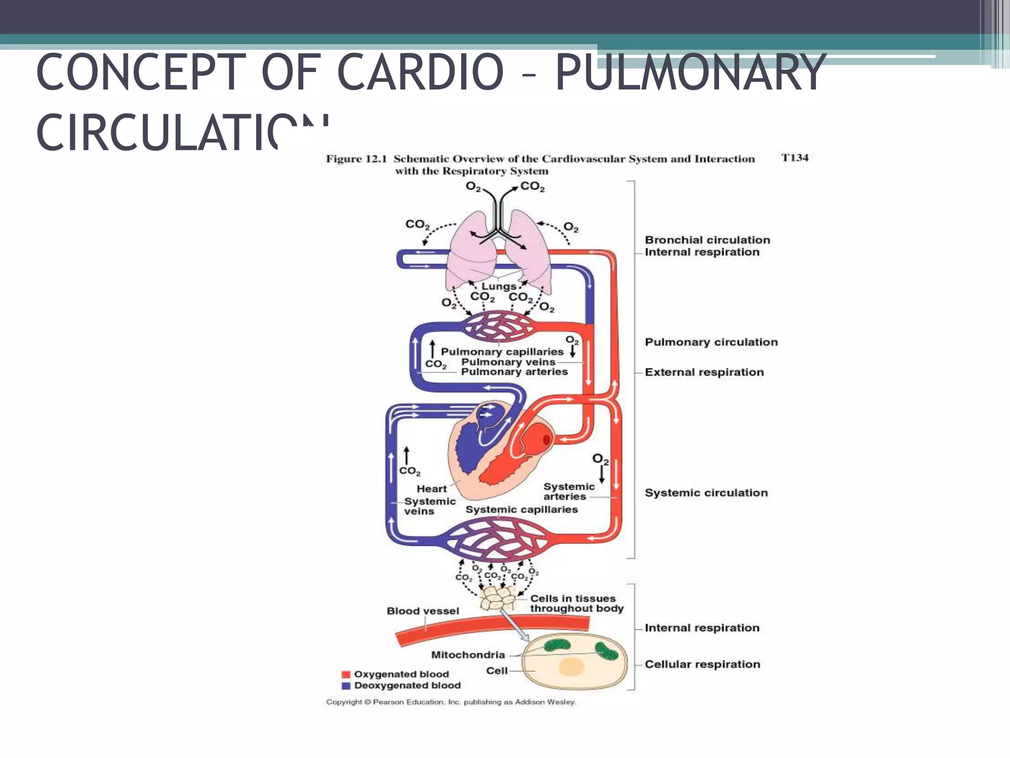 Cardiopulmonary system overview | PPTX