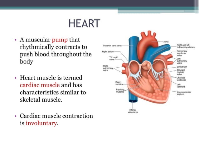 Cardiopulmonary system overview | PPTX | Heart and Cardiovascular ...