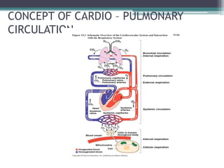 Cardiopulmonary system overview | PPTX
