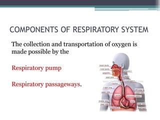 Cardiopulmonary system overview | PPTX
