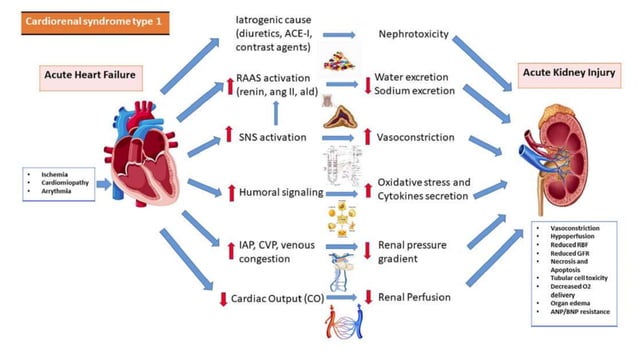 Cardio Renal Syndrome CRS All types.pptx | Heart and Cardiovascular ...