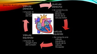 Sistema Cardiorespiratorio | ODP