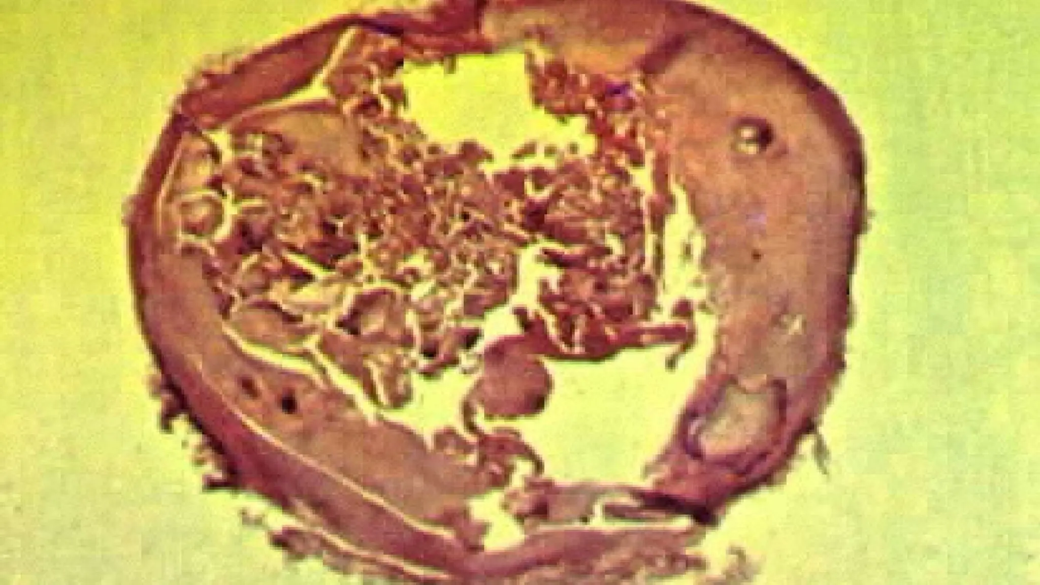 cardiorespiratorypresentatio.pptx dwfwfw kiwf | PPT