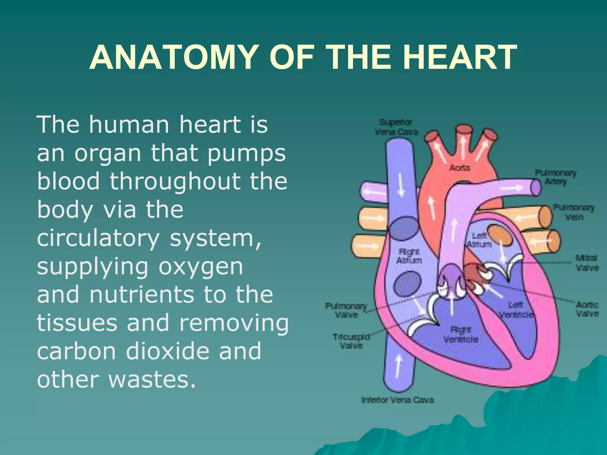 Cardiorespiratory system 3º | PPTX