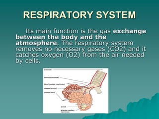 Cardiorespiratory system 3º | PPTX