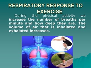 Cardiorespiratory system 3º | PPTX