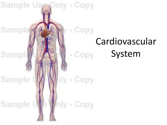 Cardiovascular System | PPT