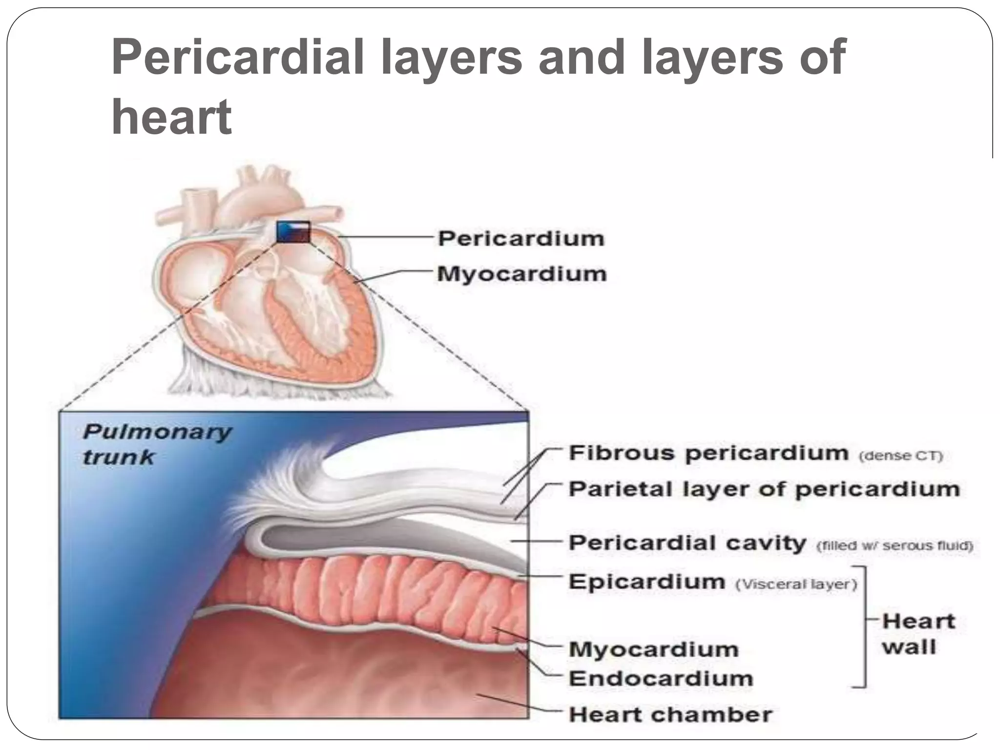 Cardiothoracic anatomy | PPTX