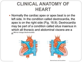 Cardiothoracic anatomy | PPTX