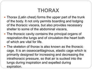 Cardiothoracic anatomy | PPTX