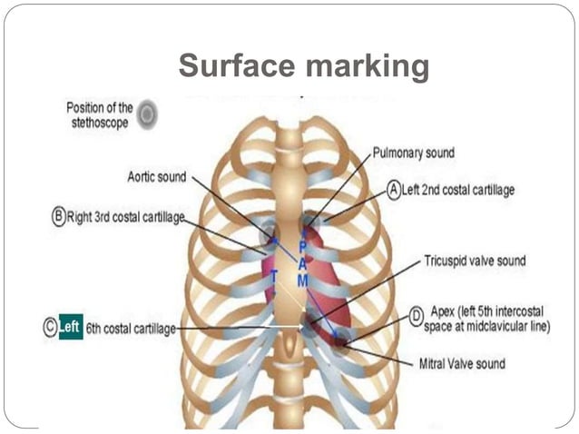 Cardiothoracic anatomy | PPTX | Lung and Respiratory Health | Diseases ...