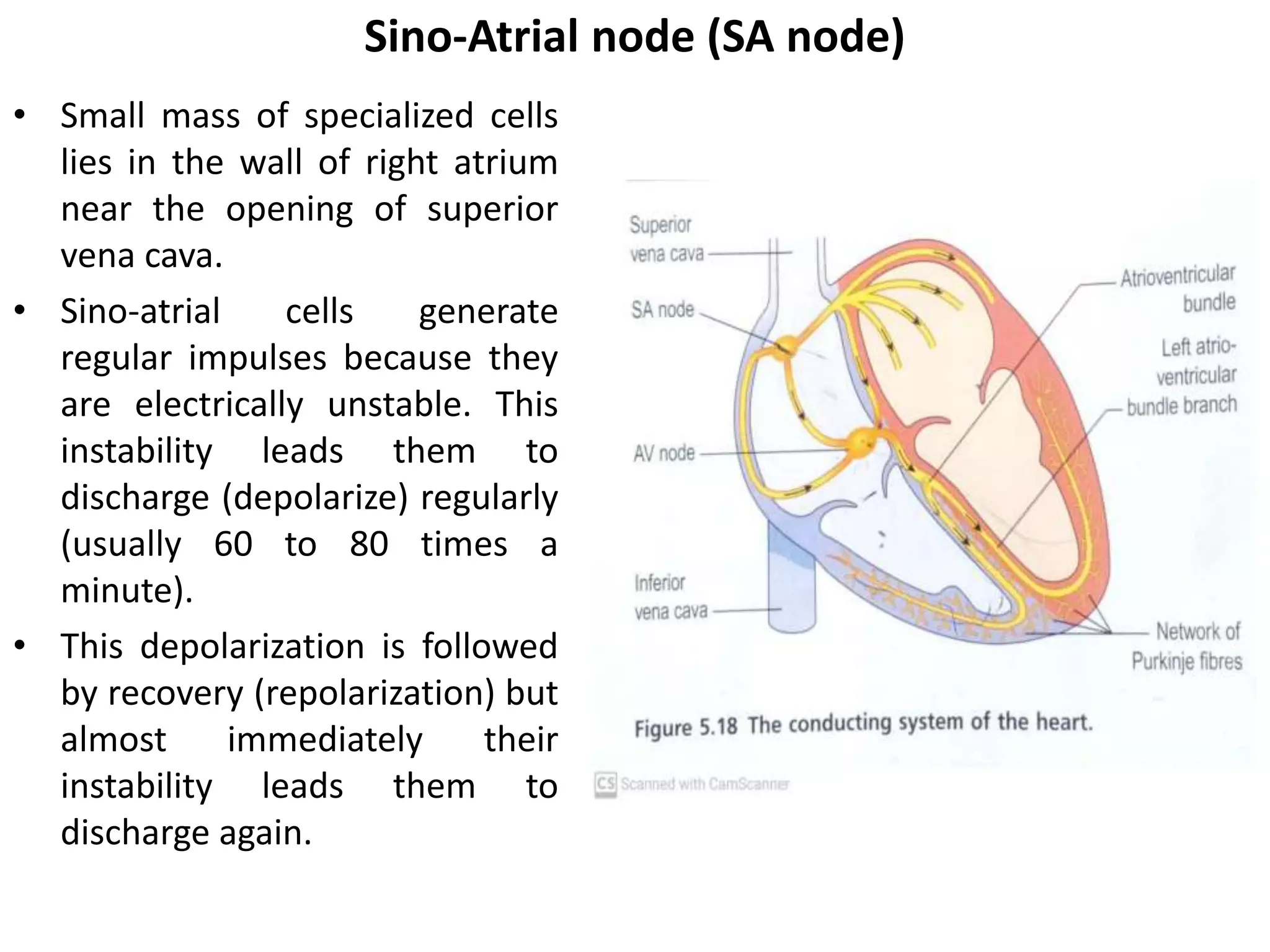 3. Cardiovacular system.pptx