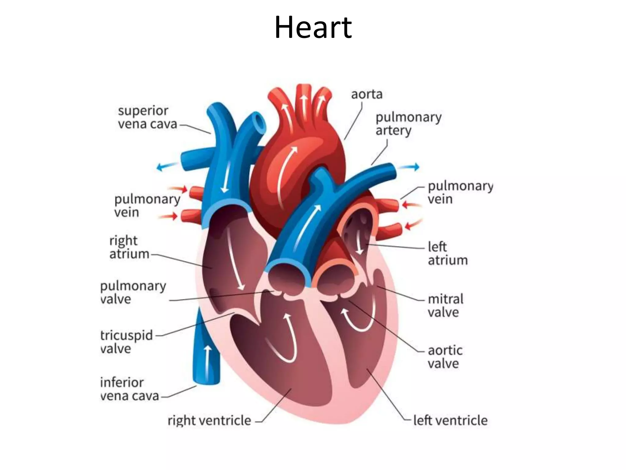 3. Cardiovacular system.pptx