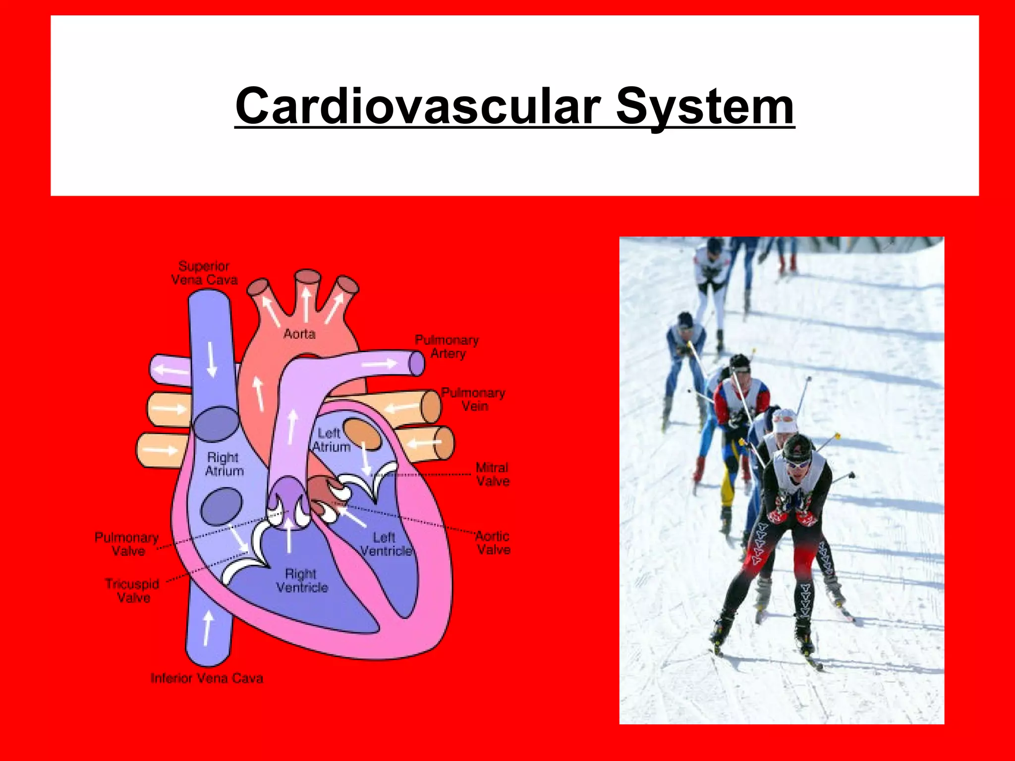 Cardiovascular System | PPT