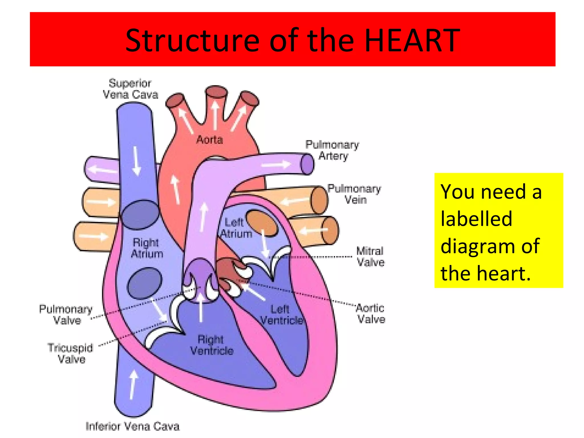 Cardiovascular System | PPT