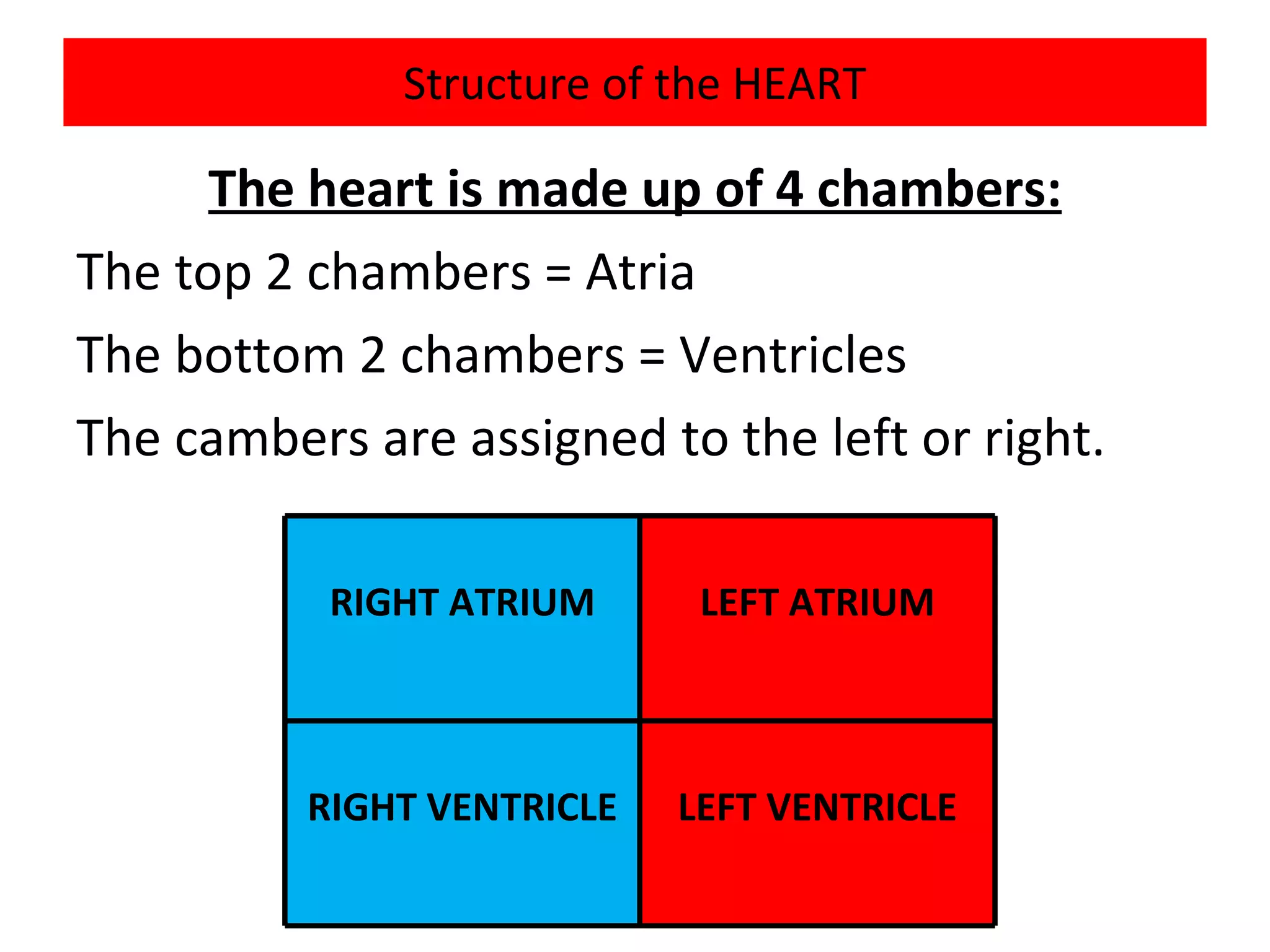 Cardiovascular System | PPT