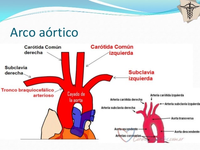Anatomía Cardiovascular