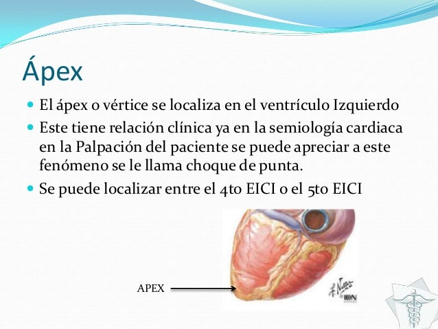 Anatomía Cardiovascular