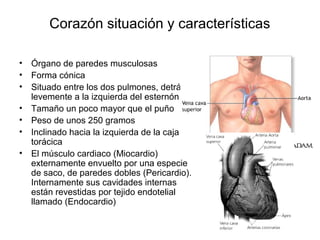Cardiovascular | PPT