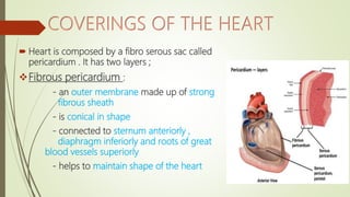 Cardiovascular System | PPTX