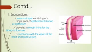 Cardiovascular System | PPTX